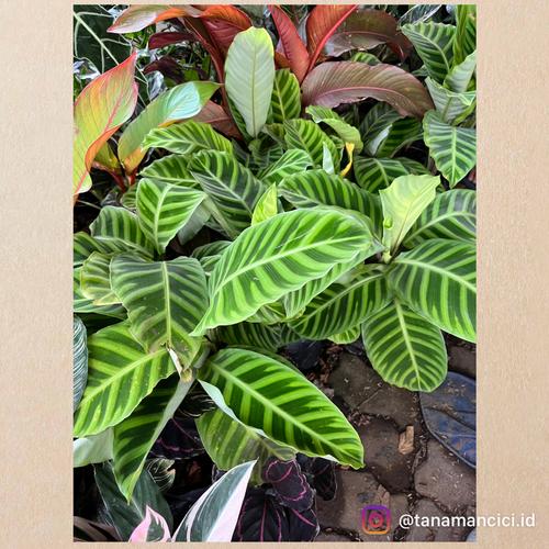 Jual Calathea Zebrina besar rimbun - Kota Surabaya - Tanaman Cici ...