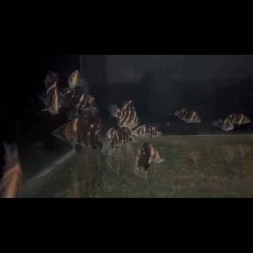 Jual Tiger Fish / Datz / datnoides - Jakarta Barat - AquaCornerjakarta ...