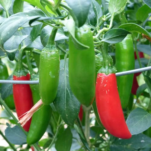 Promo Tanaman Cabai Bali / Cabai Serrano / Cabe Lada Serrano / Capsicum ...