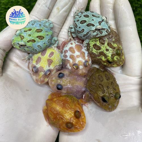 Jual pacman frog mutant chicken full black eye - Mutant 3 - Kota Bekasi ...