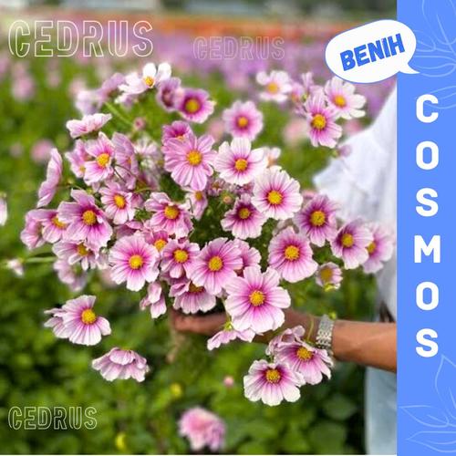 Jual Biji Benih Bunga Cosmos Daydream - Kab. Purwakarta - Cedrus ...