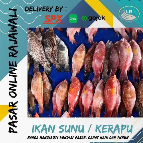 Jual Ikan kerapu/sunu merah 1 kg - Kota Makassar - pasar online ...