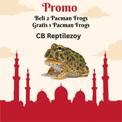 Jual PROMO - BELI KODOK PACMAN FROG BONUS BOX - PERSEDIAAN TERBATAS ...