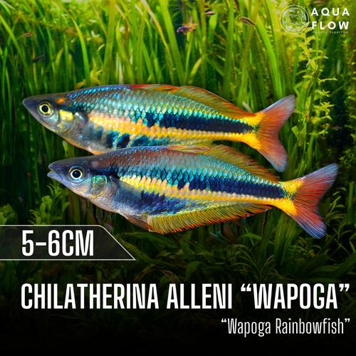 Promo Ikan Rainbow Chilatherina Alleni "Wapoga" 4-5cm / ikan hias ...