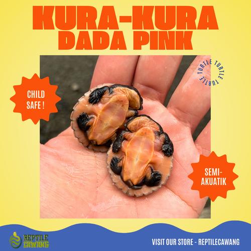 Jual Kura kura Dada Pink Dapink 3-4 Cm Grade A - Jakarta Timur ...