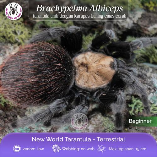 Jual BRACHYPELMA ALBICEPS MALE JUVIE TARANTULA - Kota Bandung - spider ...