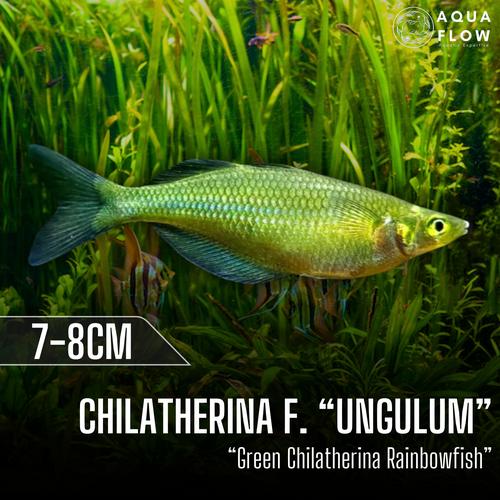 Promo Ikan Rainbow Chilatherina Fasciata Ungulum 7-8cm Rare / ikan hias / rainbowfish ...