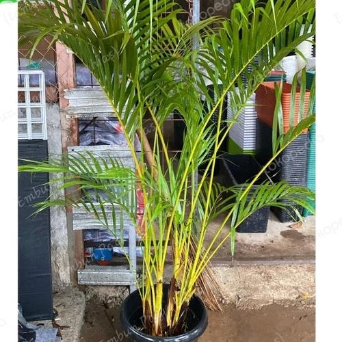 Jual Pohon palem kuning hias 1 meteran - tinggi 80-100cm, termasuk pot ...