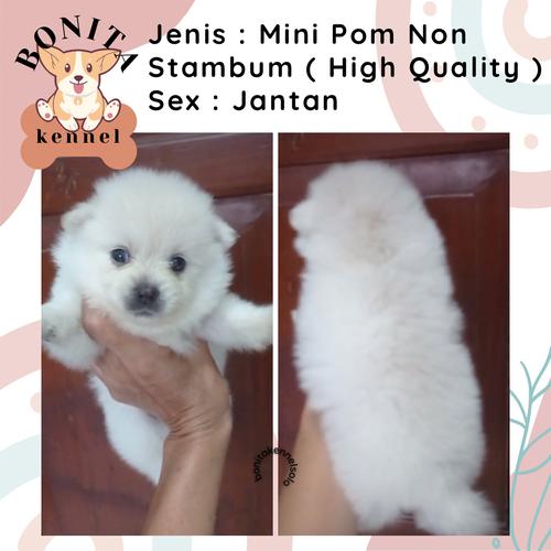 Jual Jual Anjing Mini Pom Pomeranian Anakan Anjing Mini Pom Non Stambum ...