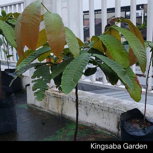 Jual Bibit Tanaman Matoa Merah dari benih biji - Kota Bandung ...