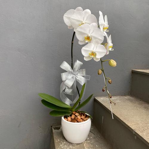 Jual Hampers bunga anggrek - Kota Bandung - Sakura Florist Bandung ...