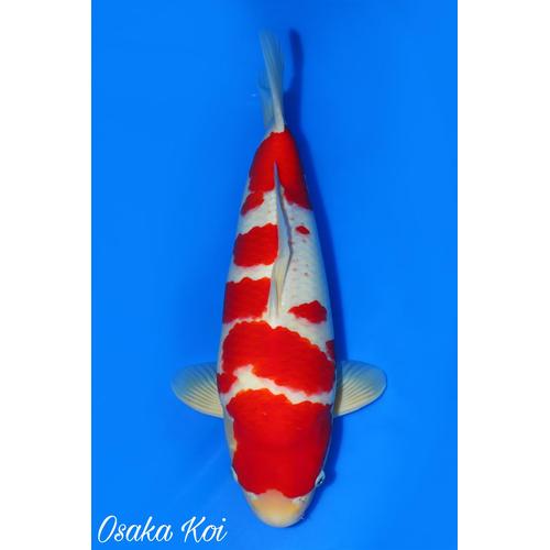 Jual Koi Kohaku Super Blood Line Sakai Fish Farm 60BU - Jakarta Timur ...