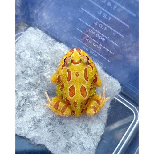 Jual Kodok Pacman Frog Size 4cm - Kota Surabaya - Torbaya | Tokopedia
