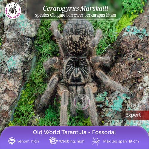 Jual CERATOGYRUS MARSHALLI JUVENILLE TARANTULA - Kota Bandung - spider ...