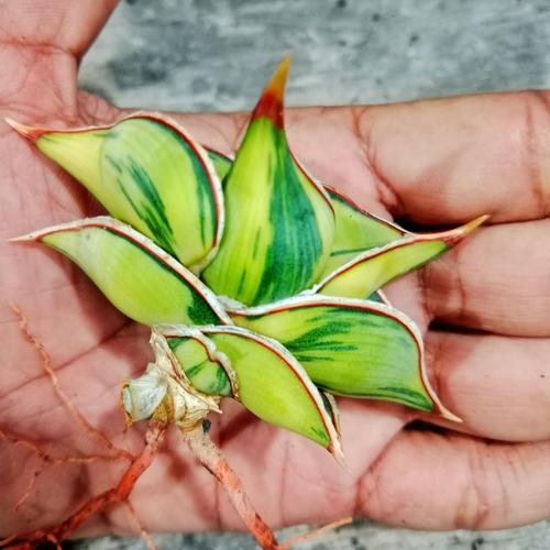 Jual sansevieria rorida dagger variegata - Kota Surabaya - Padmaning ...