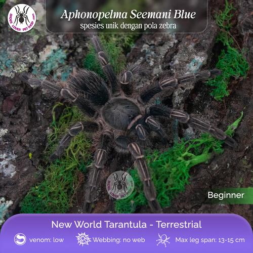 Promo Aphonopelma seemani blue form Unsex Juvie tarantula Cicil 0% 3x ...