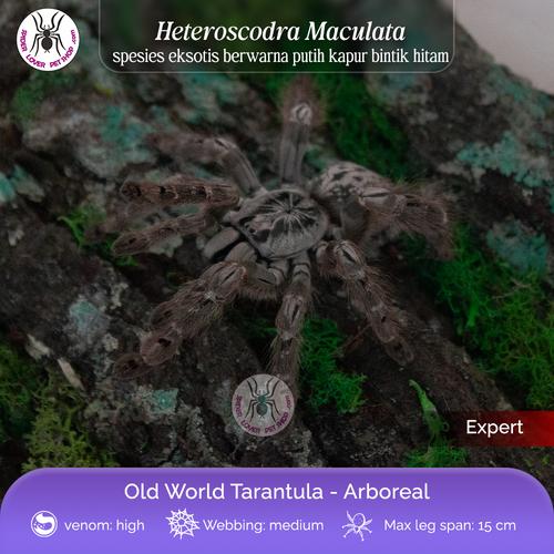 Jual HETEROSCODRA MACULATA UNSEX TARANTULA - Kota Bandung - spider ...