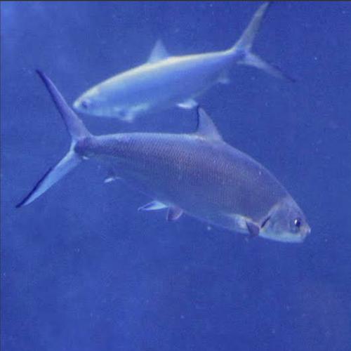 Jual Ikan bandeng hidup medium hias, sudah air tawar aquarium, tankmate ...