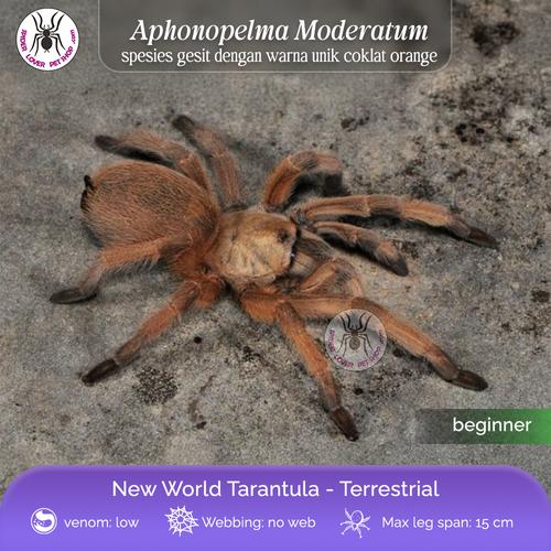 Promo APHONOPELMA MODERATUM SLING TARANTULA Cicil 0% 3x - Kota Bandung ...
