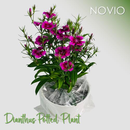 Jual Tanaman dianthus pot / dianthus / tanaman pot / dianthus pot ...