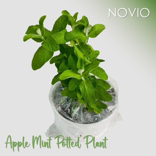 Jual Tanaman apple mint pot / apple mint pot / apple mint / fresh - Kota Bandung - Novio Fresh ...