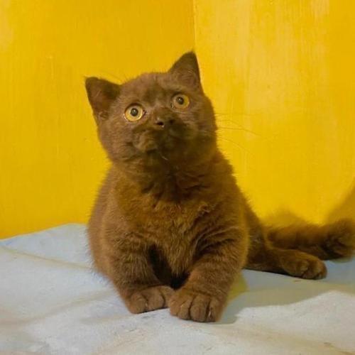 Jual kucing british shorthair / kucing scottish fold / british short ...