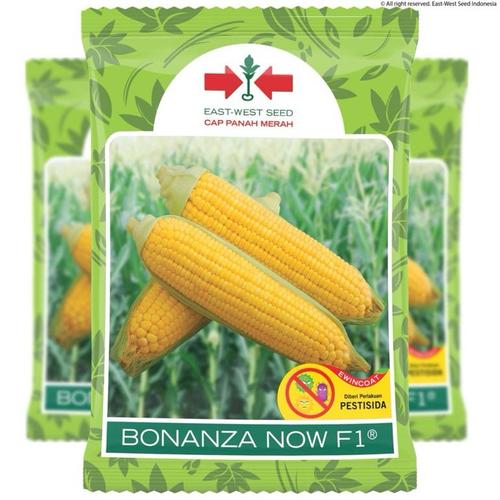 Jual Top Benih Jagung Manis BONANZA NOW F1, NB SUPER F1, Secada 88 Cap ...
