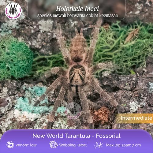 Jual HOLOTHELE INCEI SLING TARANTULA - Kota Bandung - spider lover ...