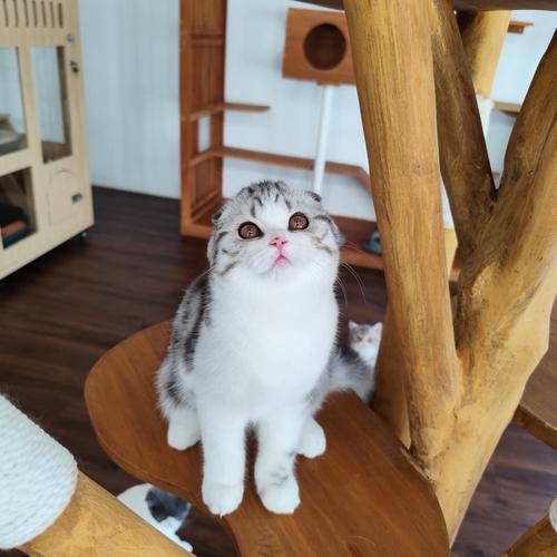 Jual Kucing Scotish Fold Male PED CFA - Kota Tangerang Selatan - Sirca ...