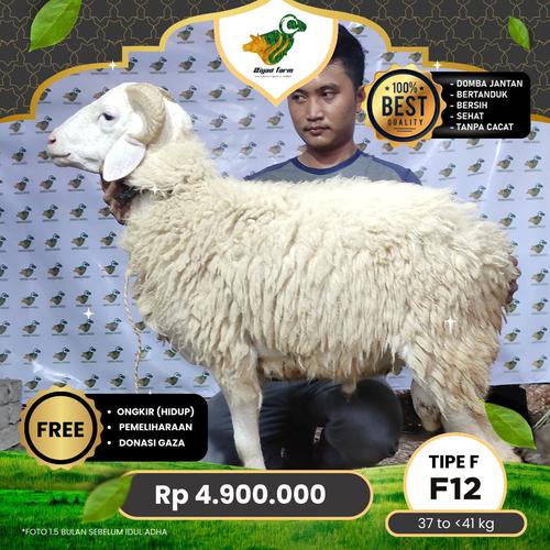Jual Kambing Qurban, Domba Garut&peranakan, 37 sd 41 kg - Domba F34 ...