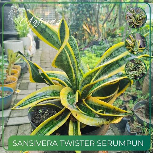 Jual Sansivera Twister Besar (Ukuran Jumbo) | Tanaman Outdoor - Indoor ...