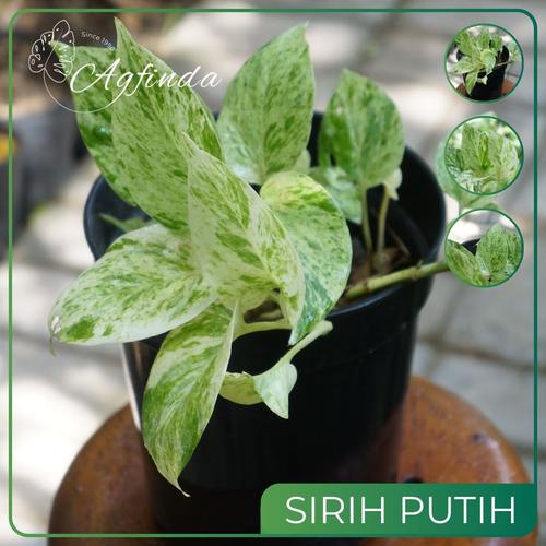 Jual Sirih Putih | Tanaman Hias Sirih Semi Outdoor-Indoor ...