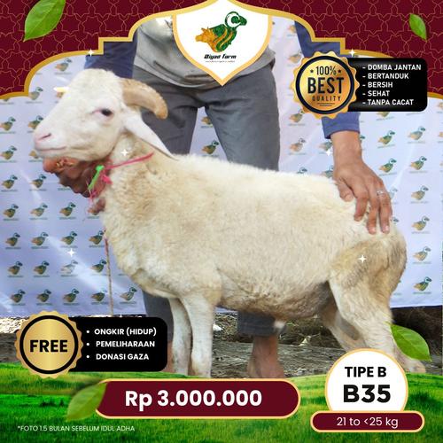 Jual Kambing Qurban, Domba kurban pilihan, 21 sd 25 kg, gratis ongkir - Domba B22 - Kab. Bekasi ...