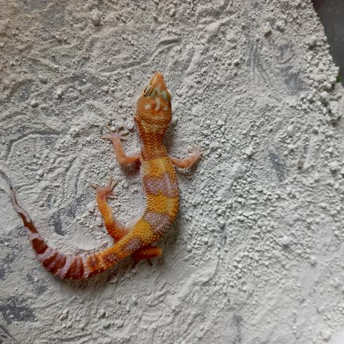 Jual Leopard Gecko Tremper Lavender Line Giant - Jakarta Barat - Dante ...