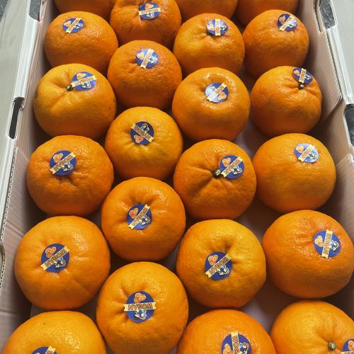 Jual Jeruk wokam | jeruk wogan | jeruk murkot | jeruk ponkam - 1 dus ...