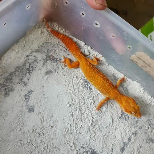 Jual Leopard Gecko Sunglow Fulll CT Line - Jakarta Barat - Dante Gecko ...