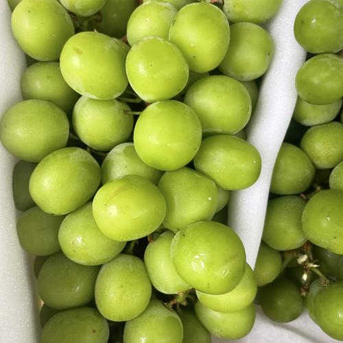 Jual Anggur muscat | shine muscat | anggur manis | muscat jumbo - 1 ...