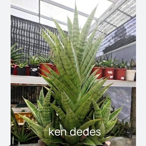 Jual sansevieria kendedes D +-8cm tanaman hias - S - Kab. Tangerang ...
