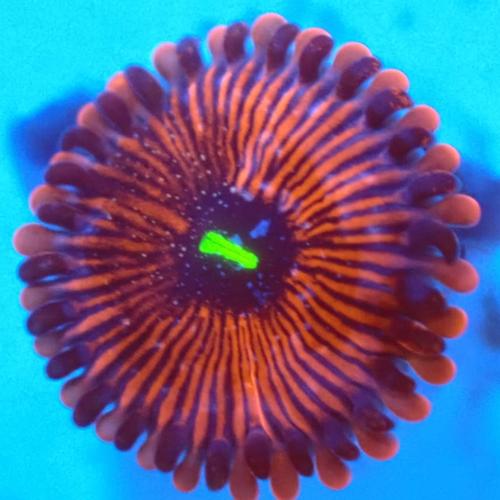 Jual Zoa Blue Agave frag 1 mata - Kota Semarang - ss aquarium marine ...