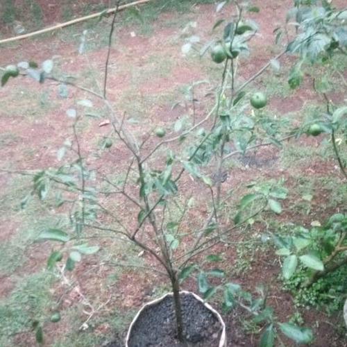 Jual pohon jeruk limau/ tanaman buah jeruk limo - Kab. Bogor - Tk.Smile ...