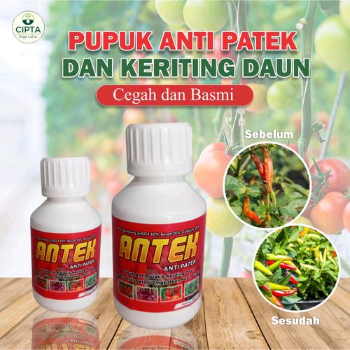 Jual PUPUK ANTEK ANTI PATEK ANTI KERITING BERGARANSI Tanaman Tomat ...