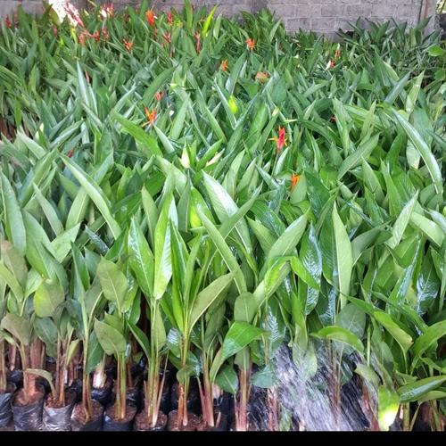 Jual Tanaman hias - Pisang heliconia, helicornia, pohon pisang-pisangan ...