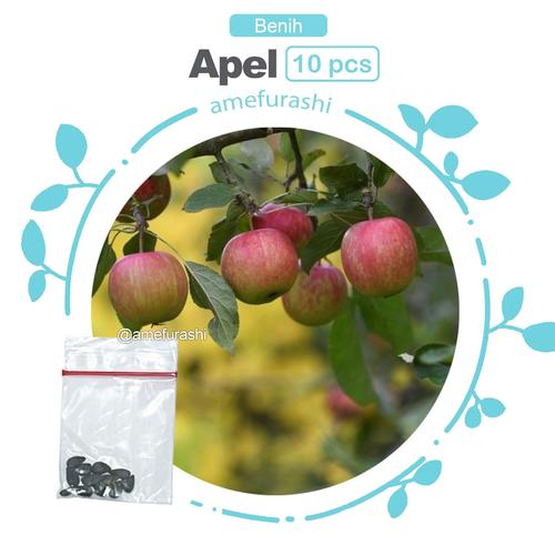 Jual Benih Biji Buah Apel Mudah Tumbuh Benih Biji Buah Unggulan dan ...