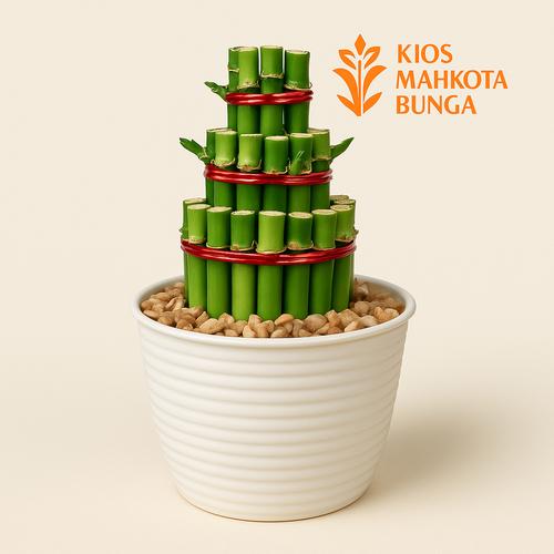 Jual Bambu Hoki | Lucky Bamboo | Bambu Rejeki | Bambu Keberuntungan ...