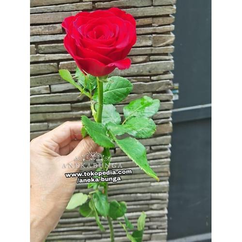 Jual Bunga Mawar 1 Satu Tangkai fresh rose flower per tangkai satuan ...