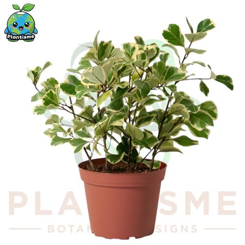 Jual Tanaman Hias – Sweetheart Variegated Triangle Fig Ficus ...