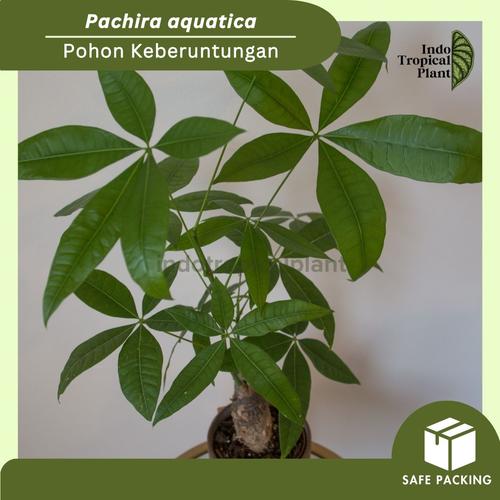 Jual Tanaman Hias Pachira aquatica kepang 5 / Money Tree / Pohon ...
