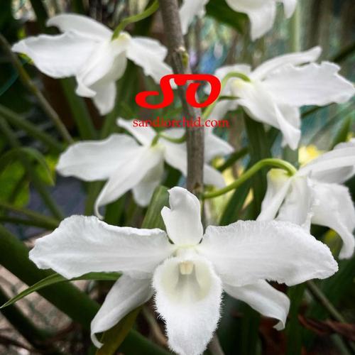 Jual [ REMAJA ] Dendrobium Anosmum var. Alba – Anggrek Putih yang ...