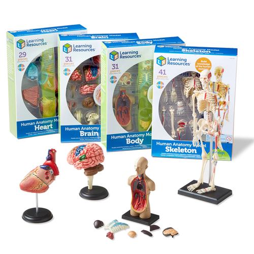 Promo Learning Resources Human Anatomy Set (Skeleton, Body, Heart, Brain) Complete Anatomy Model ...
