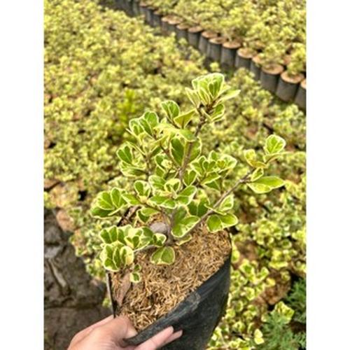 Jual Tanaman Hias Daun Ficus Variegata | FICUS TRIANGGULARIS - Kota ...
